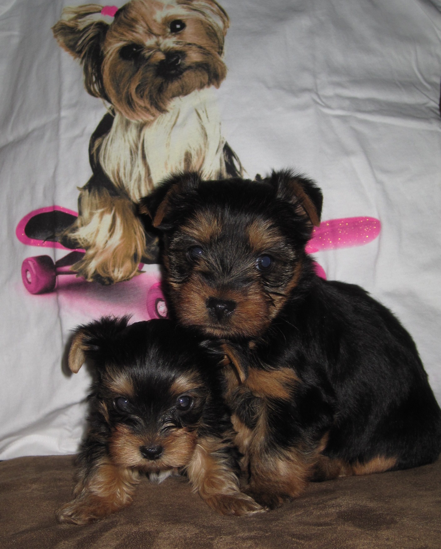 Pocketbook Pups - Yorkshire Terriers - Puppies
