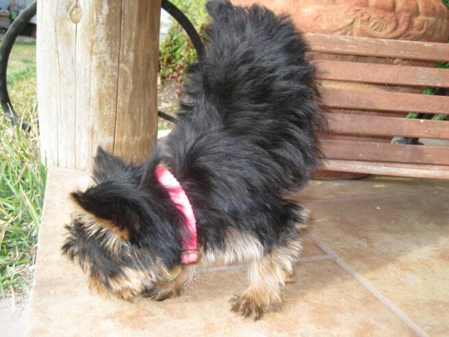 Pocketbook Pups - Yorkshire Terriers - Blackie