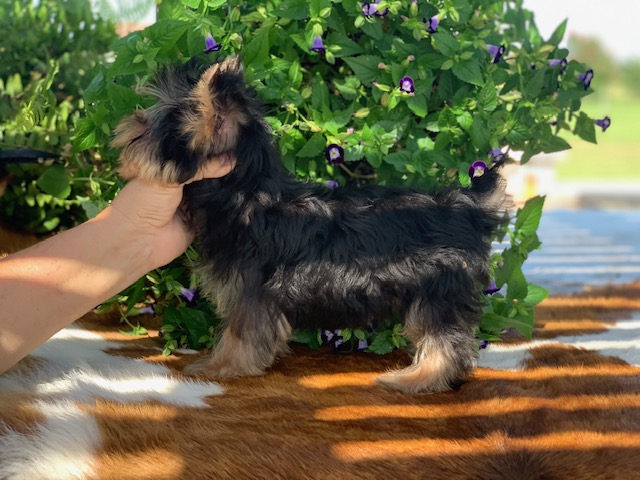 Availablepups Texas Yorkie Breeder