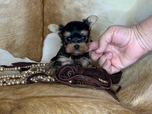 Availablepups Texas Yorkie Breeder