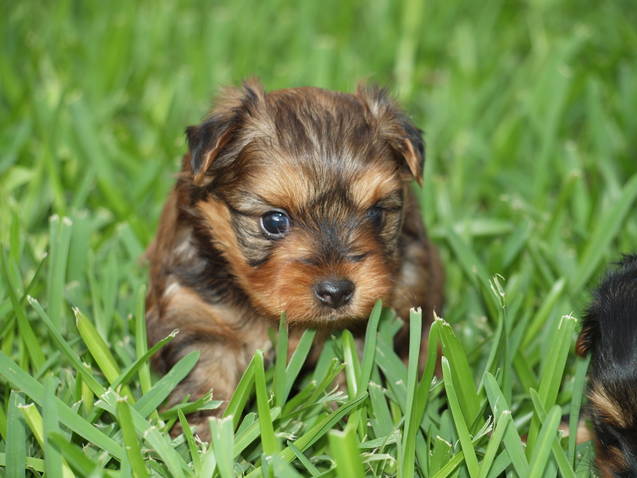 Pocketbook Pups - Yorkshire Terriers - Blackie