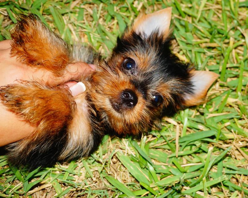 Availablepups Texas Breeder