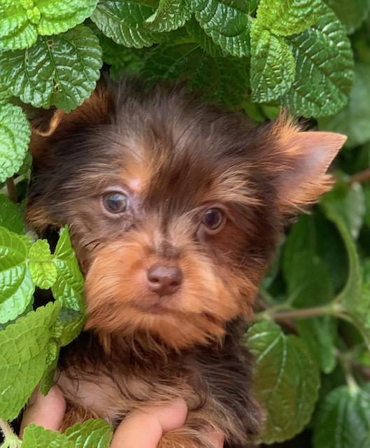 Availablepups Texas Yorkie Breeder